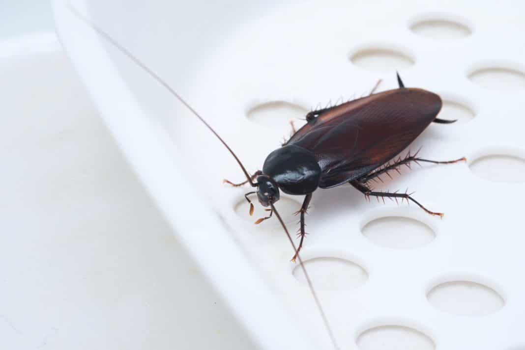 Les insectes qui ressemblent aux cafards : comment les identifier